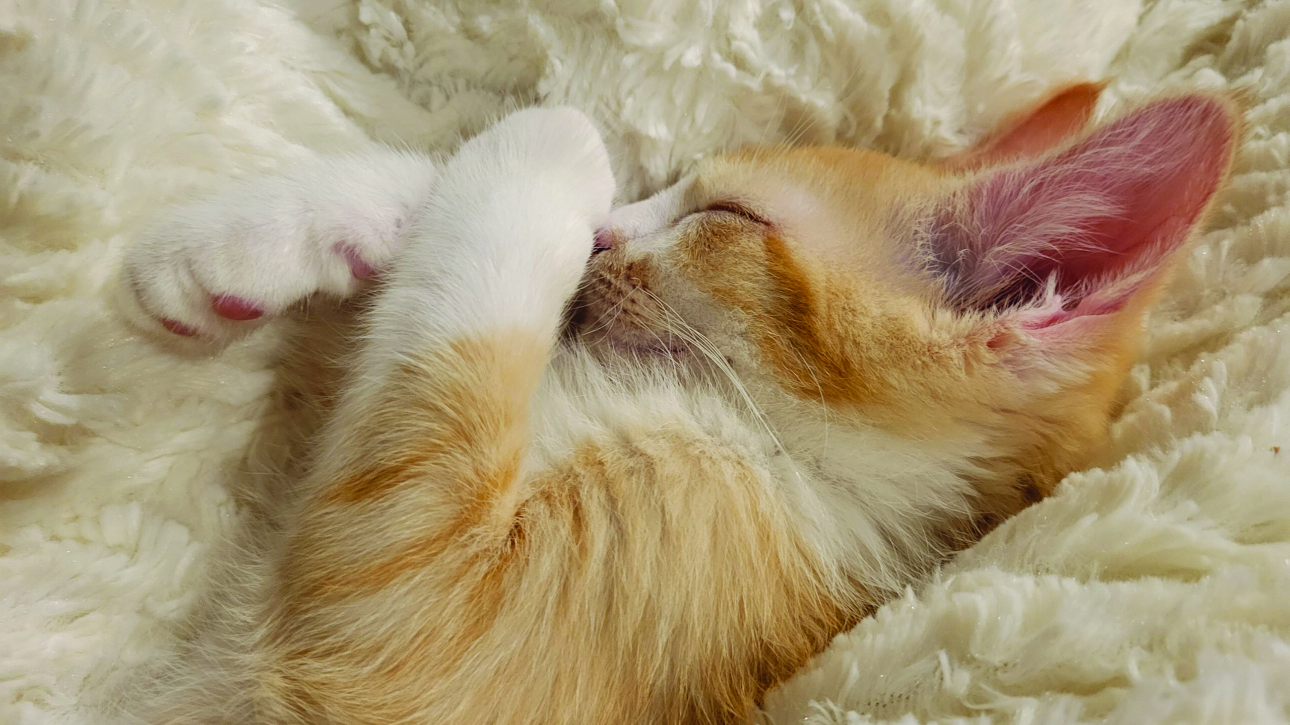 2023 Cat Photo Contest Winners - About Your Petz