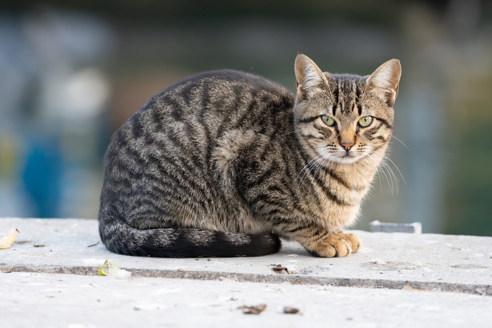 How Big Do Tabby Cats Get? Average Size & Growth Chart - About Your Petz